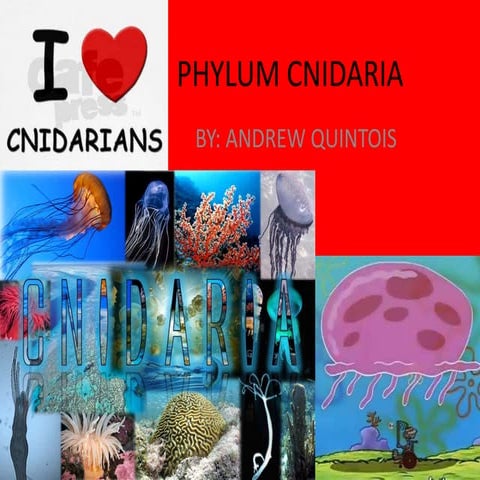 Phylum cnidaria | PPTX