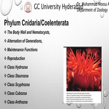 Ppt The Characteristics Of Phylum Cnidaria Powerpoint Top 10