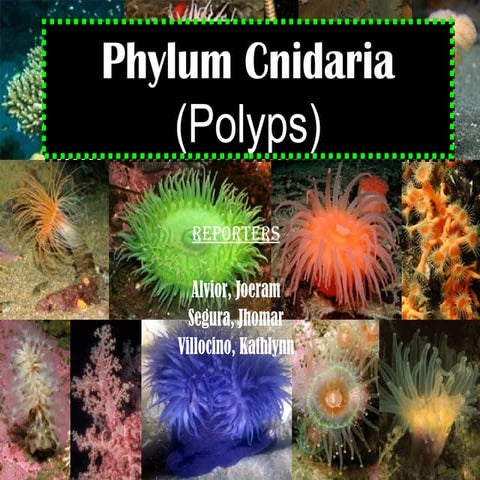 Phylum Cnidaria | PPT