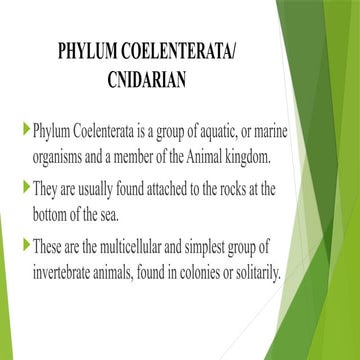 PHYLUM COELENTERATA (CNIDARIAN) CHARACTERISTICS | PPTX