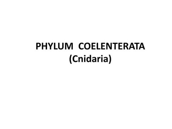 Phylum_Cnidaria-Phylum_Cnidaria-Phylum_Cnidaria.ppt