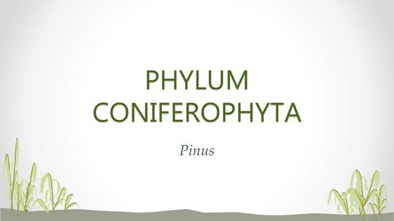Coniferophyta | PDF