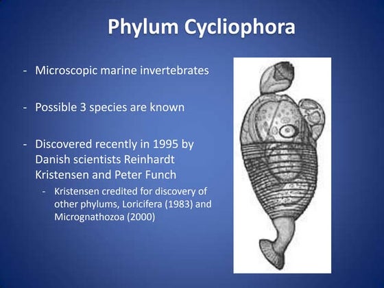Phylum Mesozoa.pptx