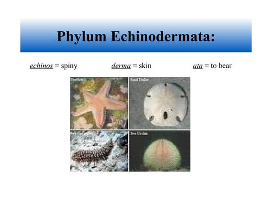 Echinodermata presentation | PDF