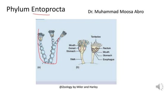 Phylum Mesozoa.pptx | Biological Sciences | Science