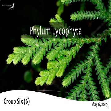 PLANT TISSUES | PPTX