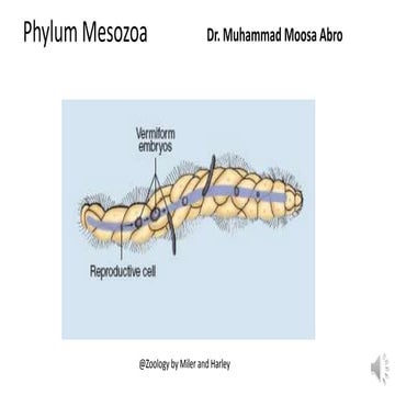 Phylum Mesozoa.pptx