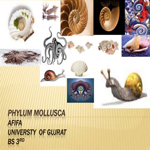Mollusca Skeletal System File: