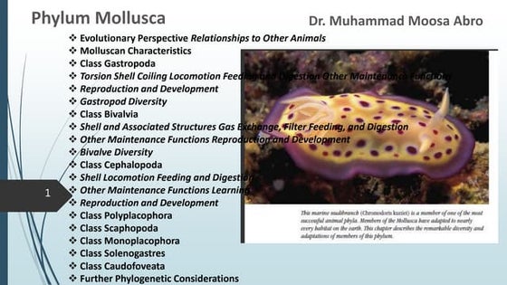 Phylum Mesozoa.pptx | Biological Sciences | Science