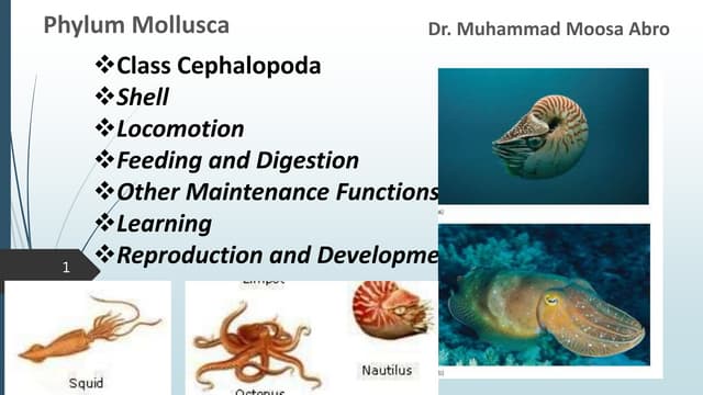 Phylum Mollusca, Characteristics and Classification.pptx