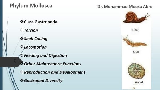 Mollusca Characteristics Mollusks Mollusca