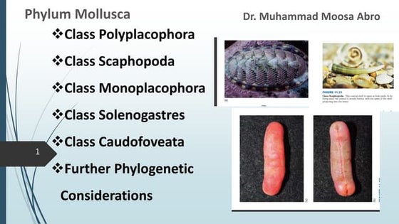 Phylum Mesozoa.pptx | Biological Sciences | Science