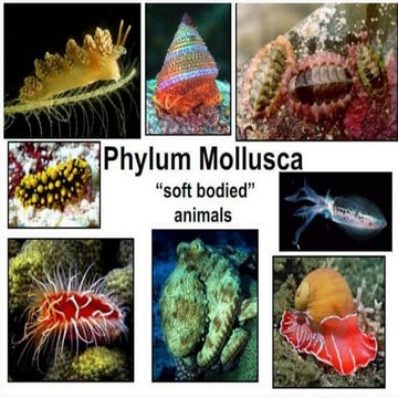 phylum mollusca for study of science this is a part of 9 phylum | PPTX