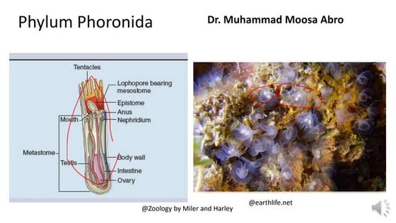 Phylum Mesozoa.pptx | Biological Sciences | Science