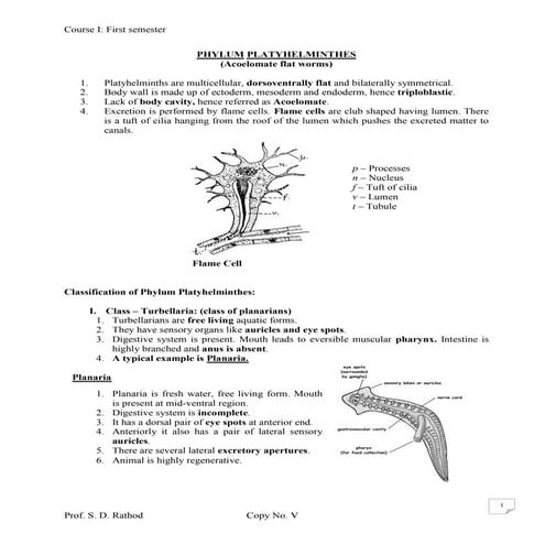 Phylum platyhelminthes and Nematodes | PDF | Biological Sciences | Science