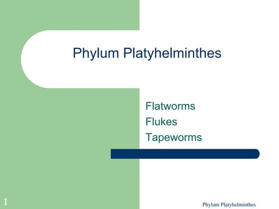 Ppt Platyhelminthes The Flatworms Powerpoint Worm Cheaoest Phyla