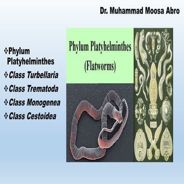 Flat fishes and their fisheries | PDF