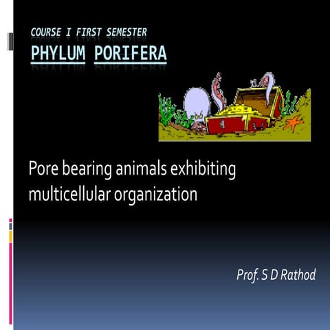 Phylum porifera | PPTX