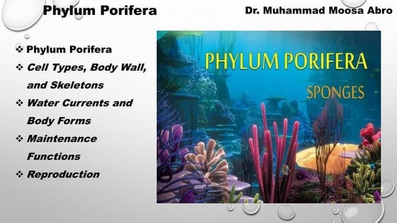 Canal system in sponges.pptx