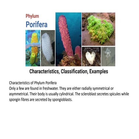 PhylumPorifera.pptx