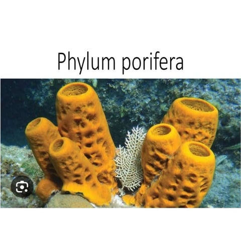 Phylum porifera-aaa.pptx