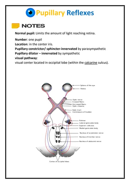 Light reflex | PPT