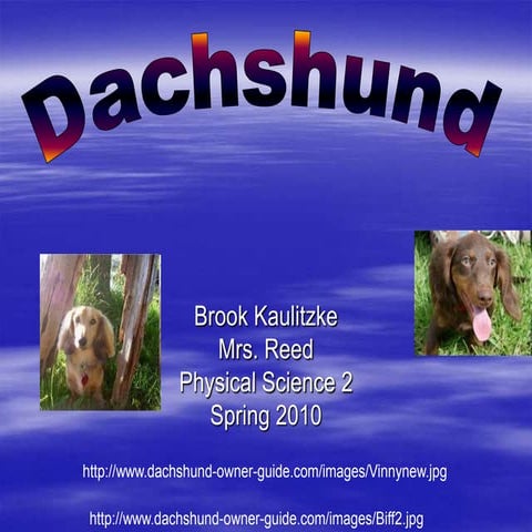 Dachshund | PPT | Dogs | Pets