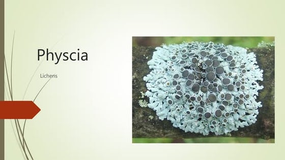 Funaria ( bryophytes) | PPT
