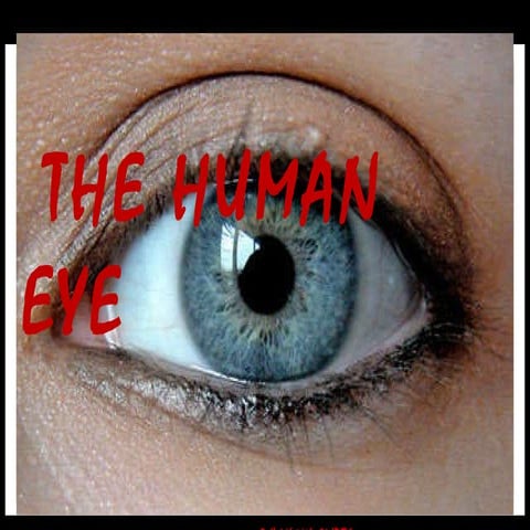 Physics | PPT | Eye and Vision Conditions | Diseases and Conditions