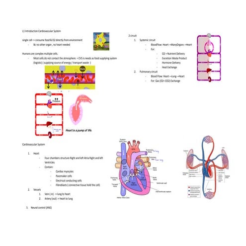 Metabolism in cardiac muscle biochemistry | PPTX