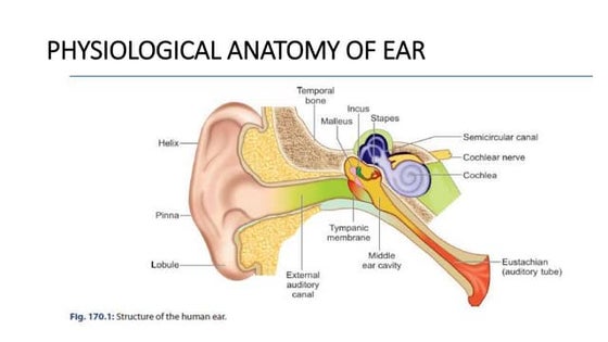 Anatomy and physiology of ENT | PPTX | Ear, Nose and Throat Conditions ...