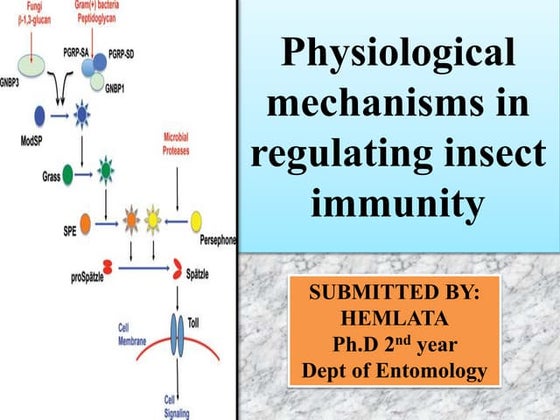 Endosymbionts in enhancing insect defense | PPTX