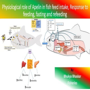 Physiological role of Apelin in fish feeding fasting and refeeding by B.pdf