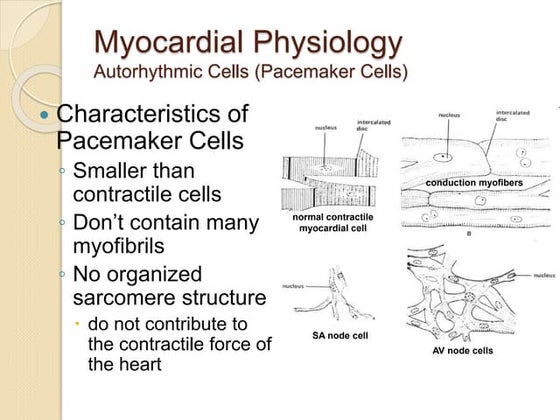 the cardiovascular system and Physiology of heart | PPTX
