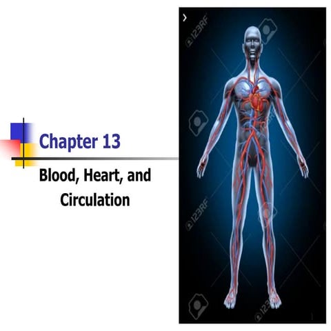 Physiology 1- Cardiovascular system - Chapter 13- Part I ...