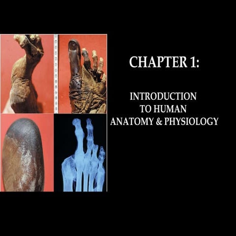 Physiology Ch 1 Lecture Notes Ppt