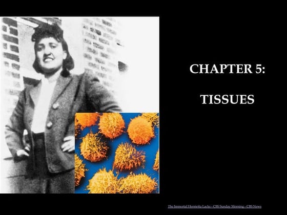 Cell structure and cell organisation | PPT