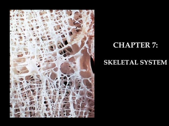 Edexcel IGCSE - Human Biology - Chapter 07 - Form & Movement | PDF ...