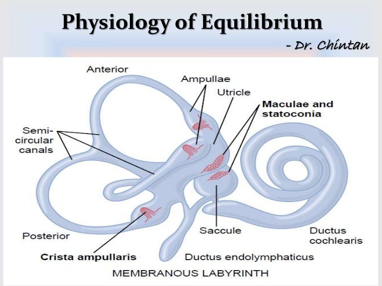 Physiology of equilibrium