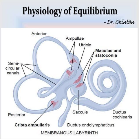 Physiology of equilibrium | PPTX