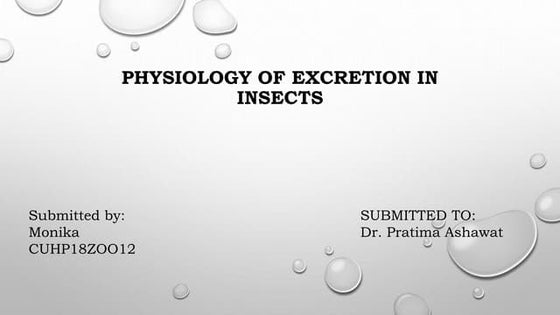 Insect Excretory System | PPTX