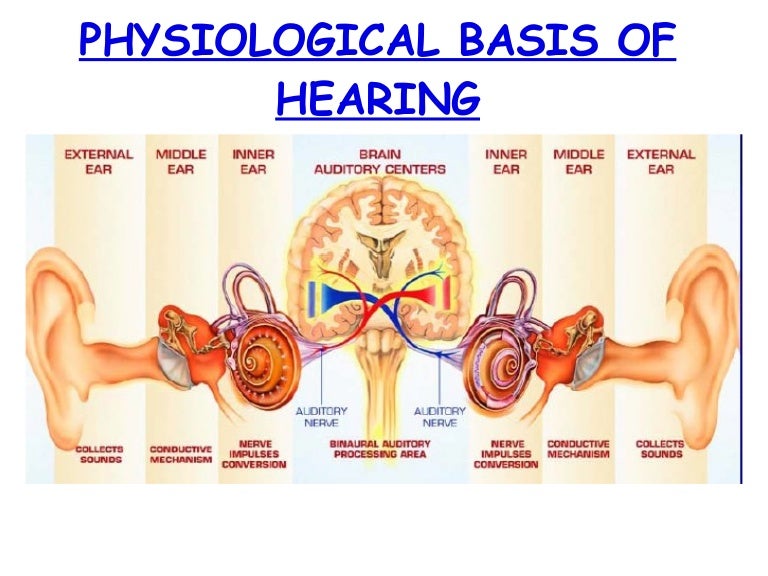 Flow Diagram Mechanism Of Hearing Flowchart Anatomy And Phys