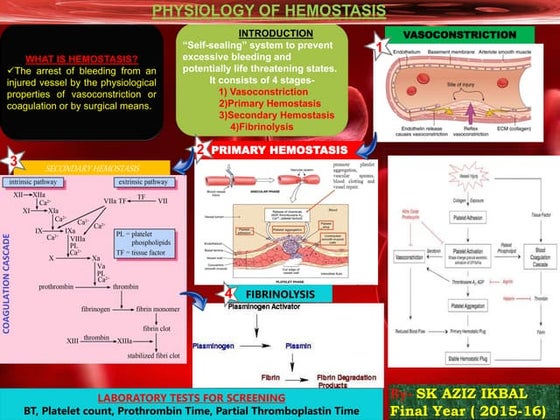 Four Stages Of Hemostasis Coagulation Cascade: What Is It, Steps, And