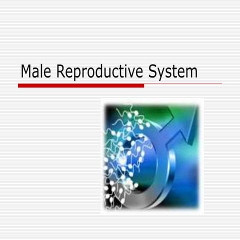 Comparative Anatomy of Male Reproductive System | PPTX