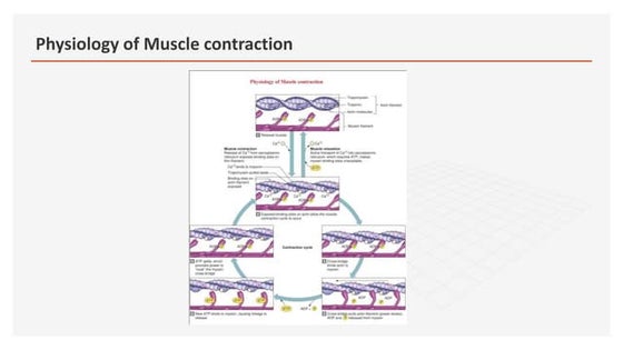 Mechanism of muscle contraction | PPTX | Biological Sciences | Science