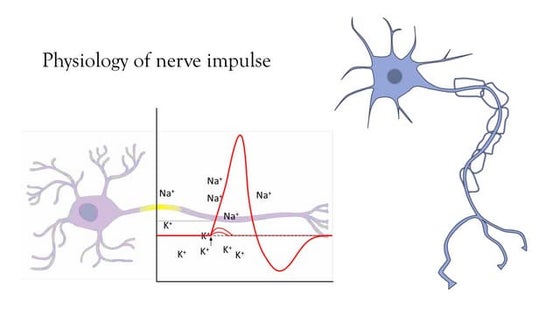action_potentials_.pptx - phases of action potentials 1) resting phase ...
