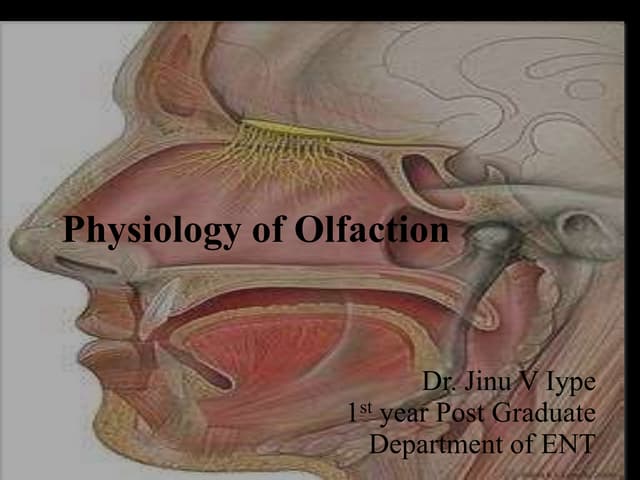 Olfactory system and functioning in human | PPTX