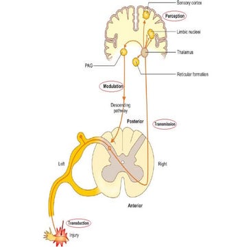 Physiology of Pain and the spinothalamic pathway.pptx