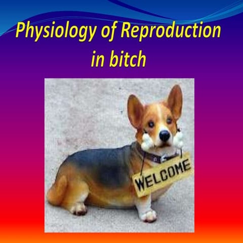 physiology of reproduction in canine.pptx