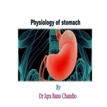Physiology Of Stomachpdf
